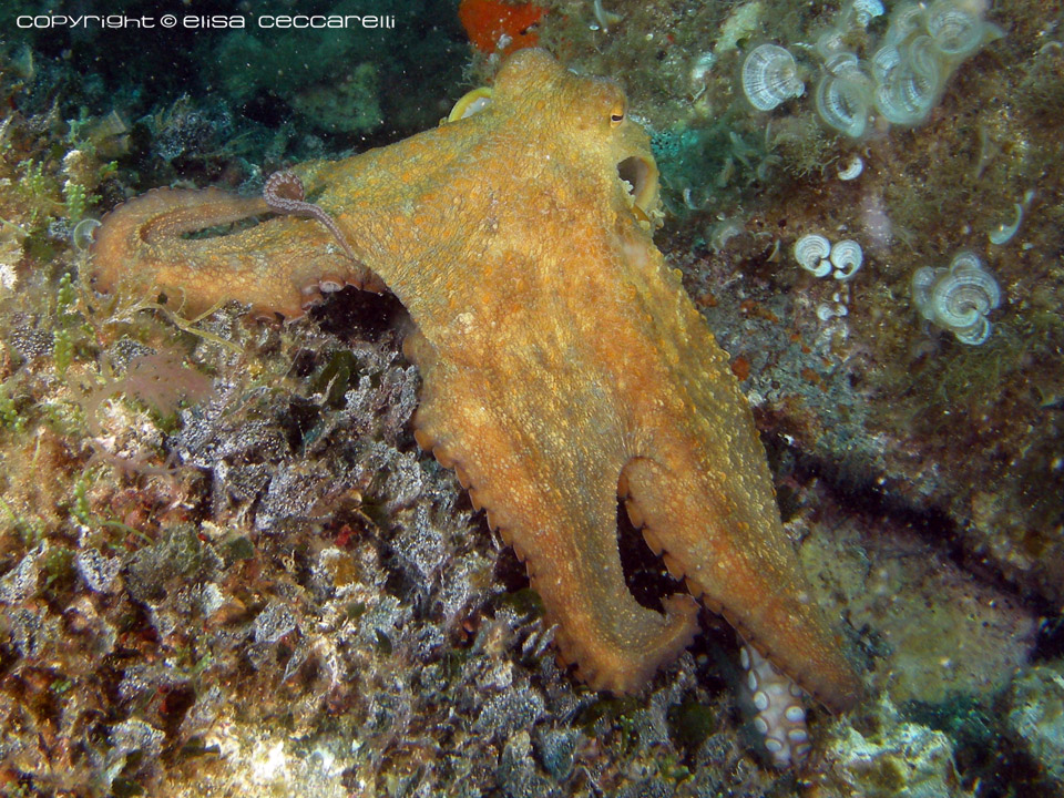 "Il mio mare...": Polpo (Octopus vulgaris)