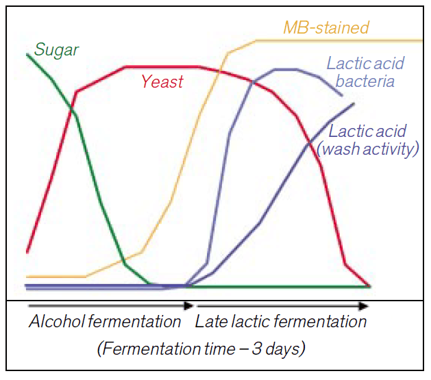 Lactic Acid Fermentation Bacteria