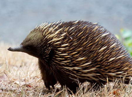 6 animals with dangerous electric shock | Animals World