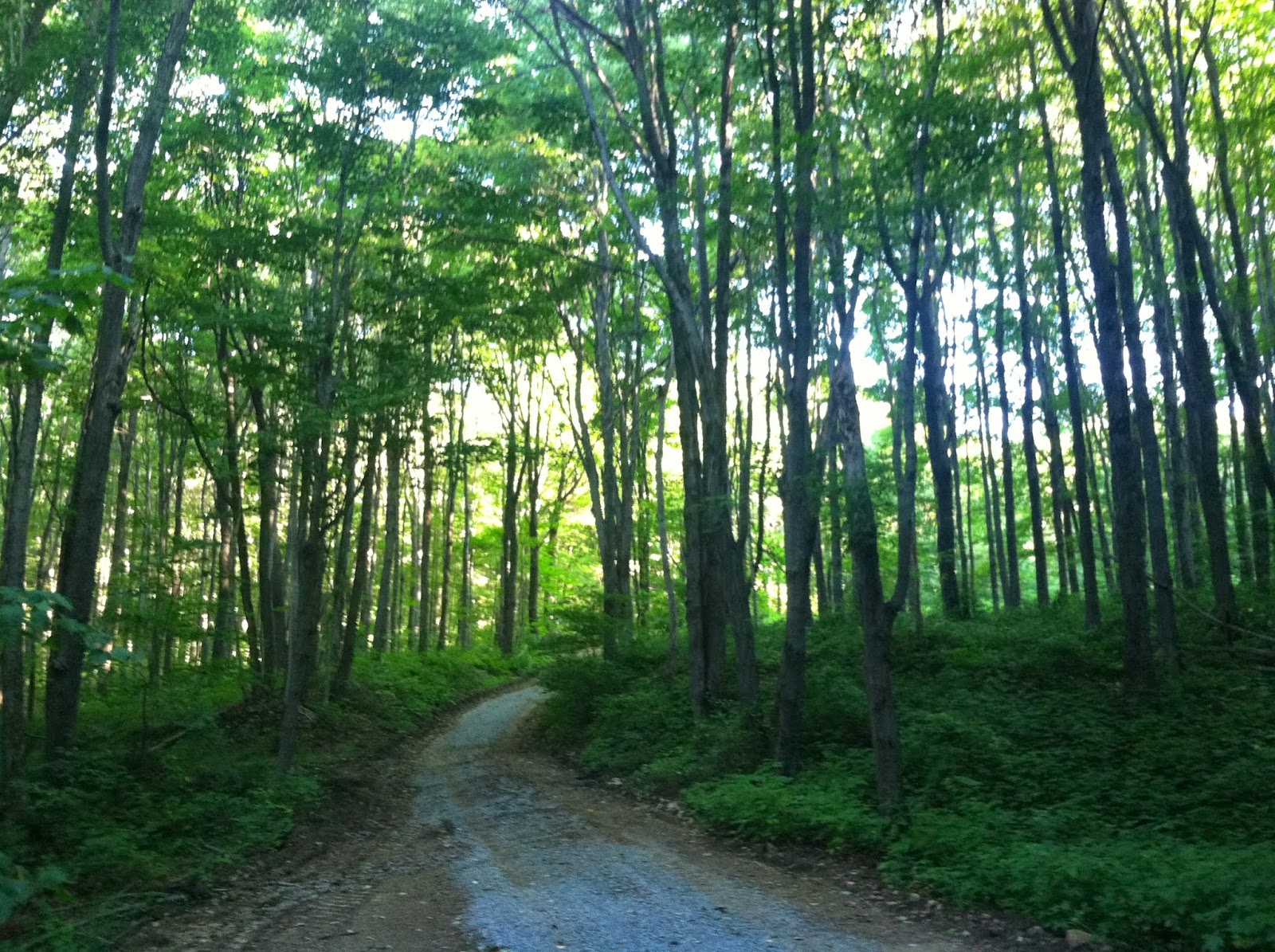 Snow and Jaggers: Roaring Run Natural Area, Forbes State Forest