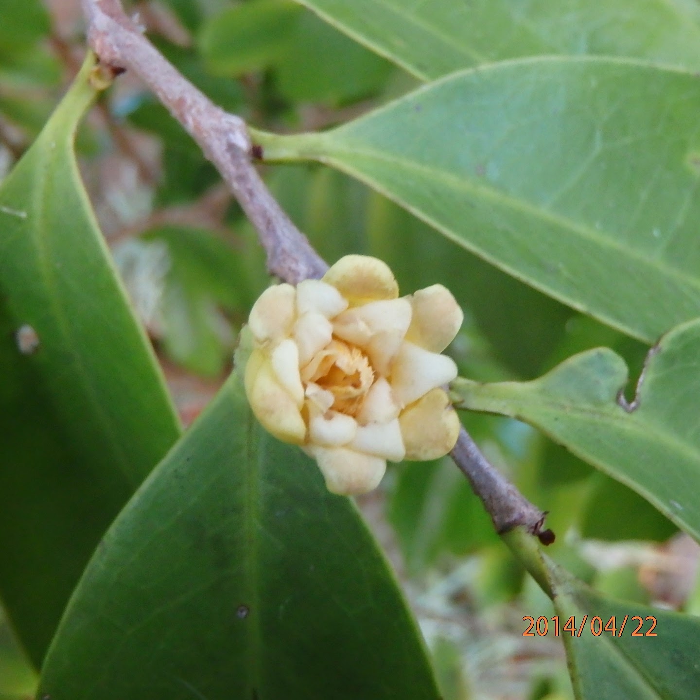 Flora de Puerto Rico Ilustrada Papo Vives: CANELLACEAE Pleodendron ...