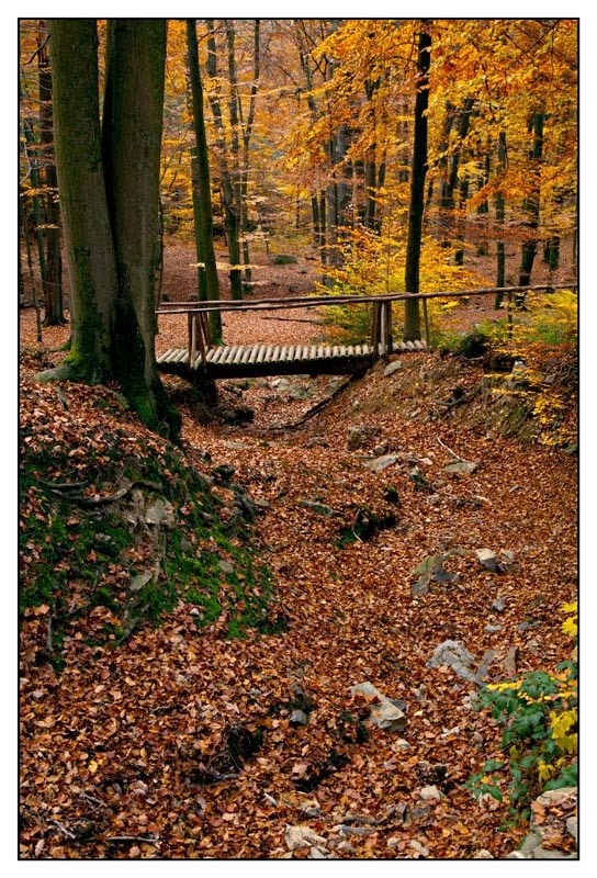 The Magic of Tree Groves