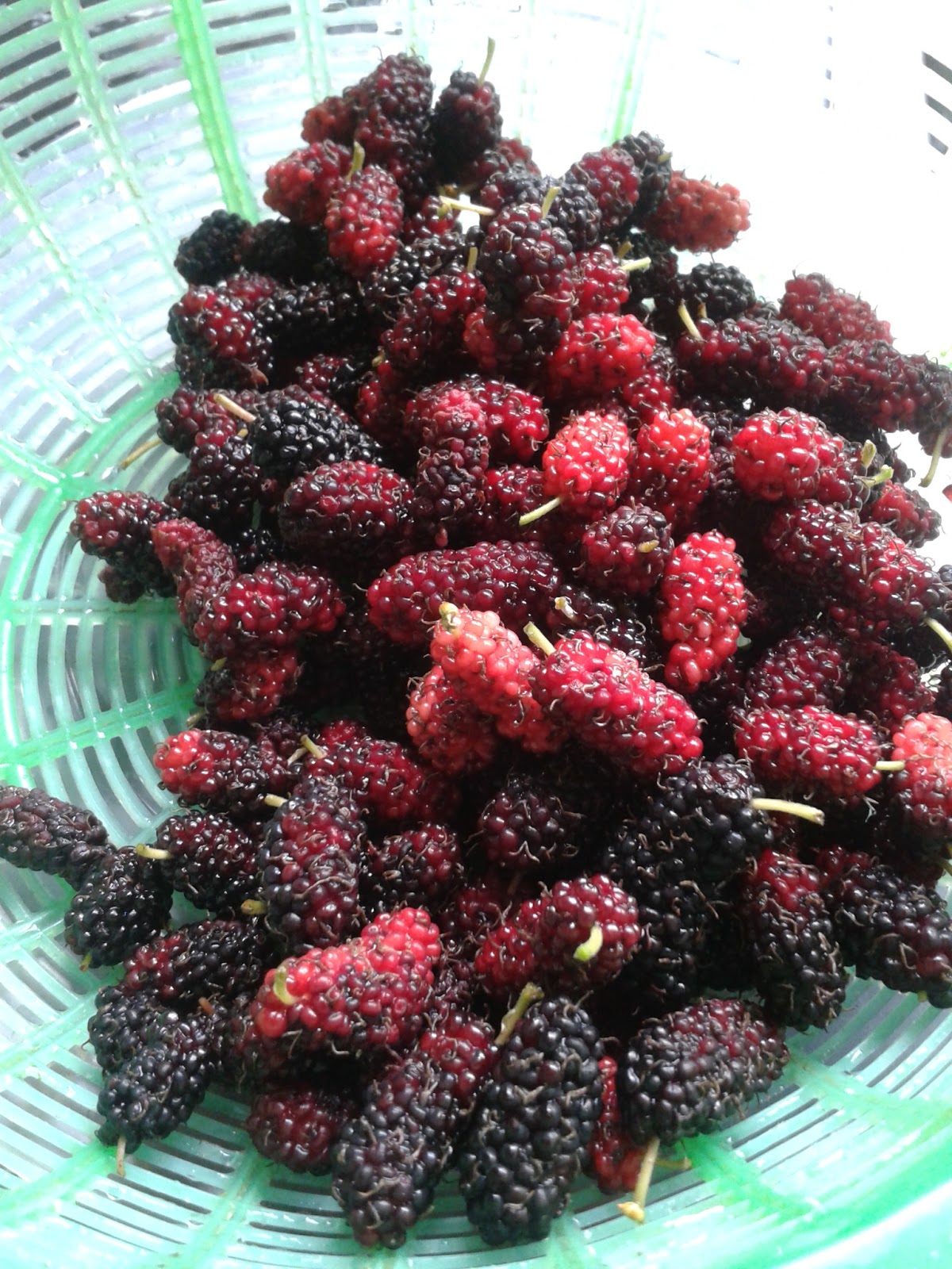 ..Di lesung pecah..: MALBERRY...Berry Malaysia..