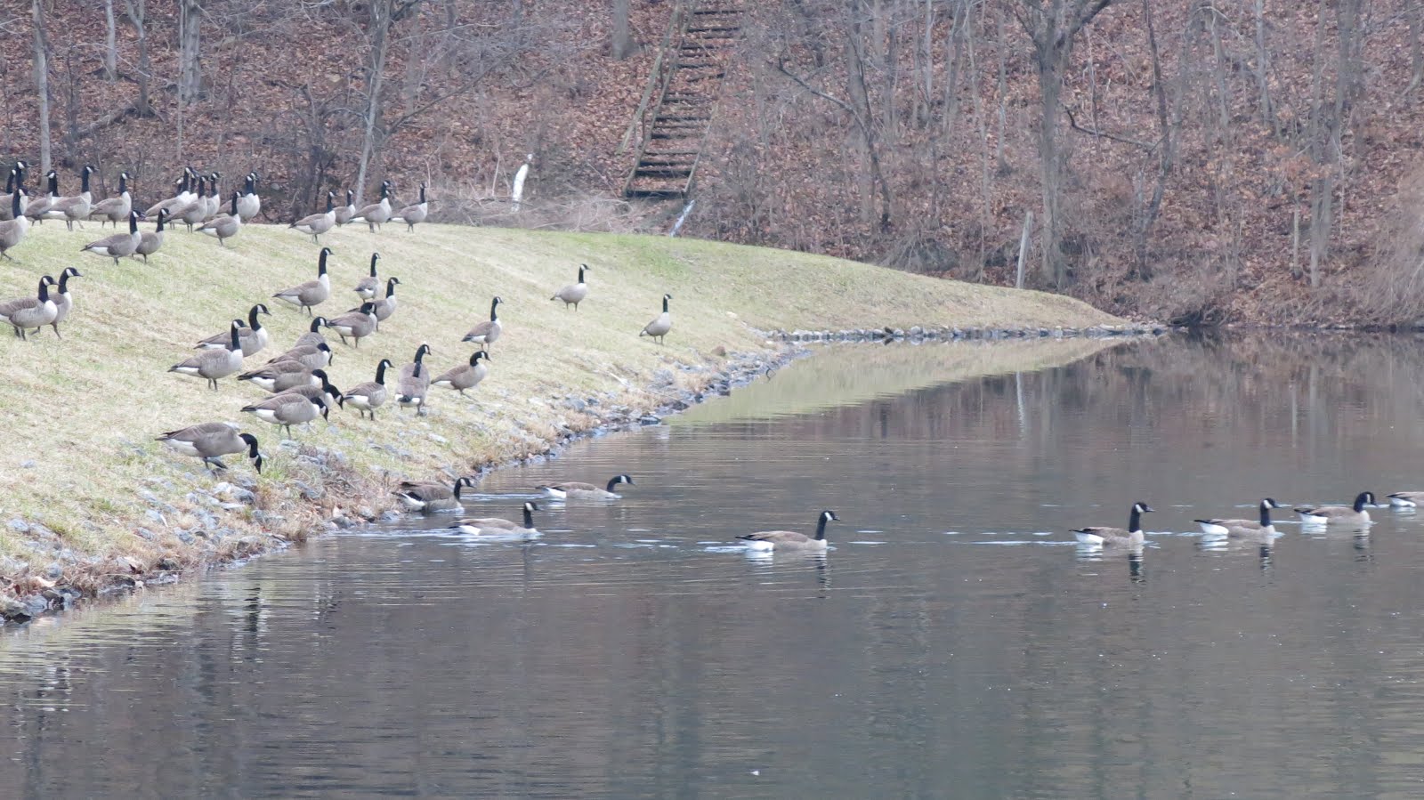 ifthethunderdontgetya™³²®©: Goose Stepping