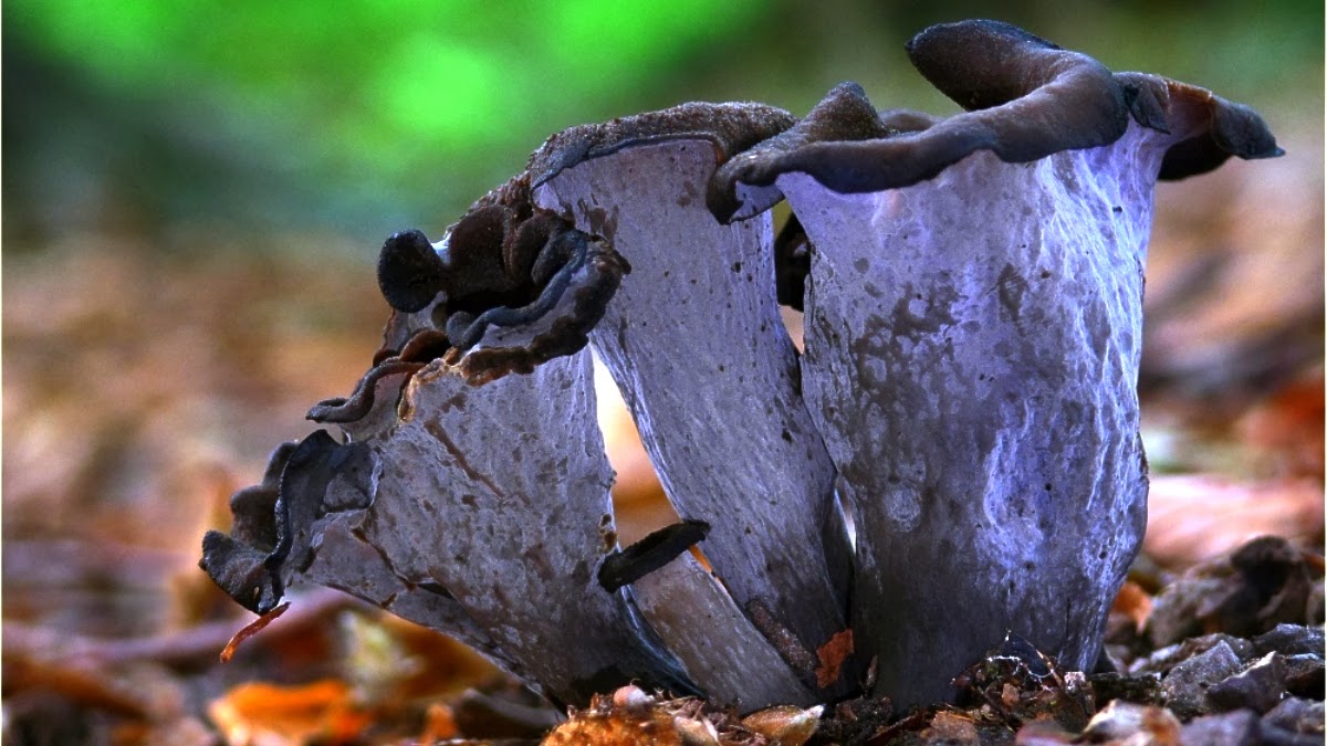 Terre Alte: Crema di Trombette dei morti e tartufo