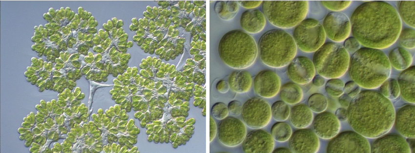 Mengenal Mikroalga Botryococcus braunii | LULUKADA