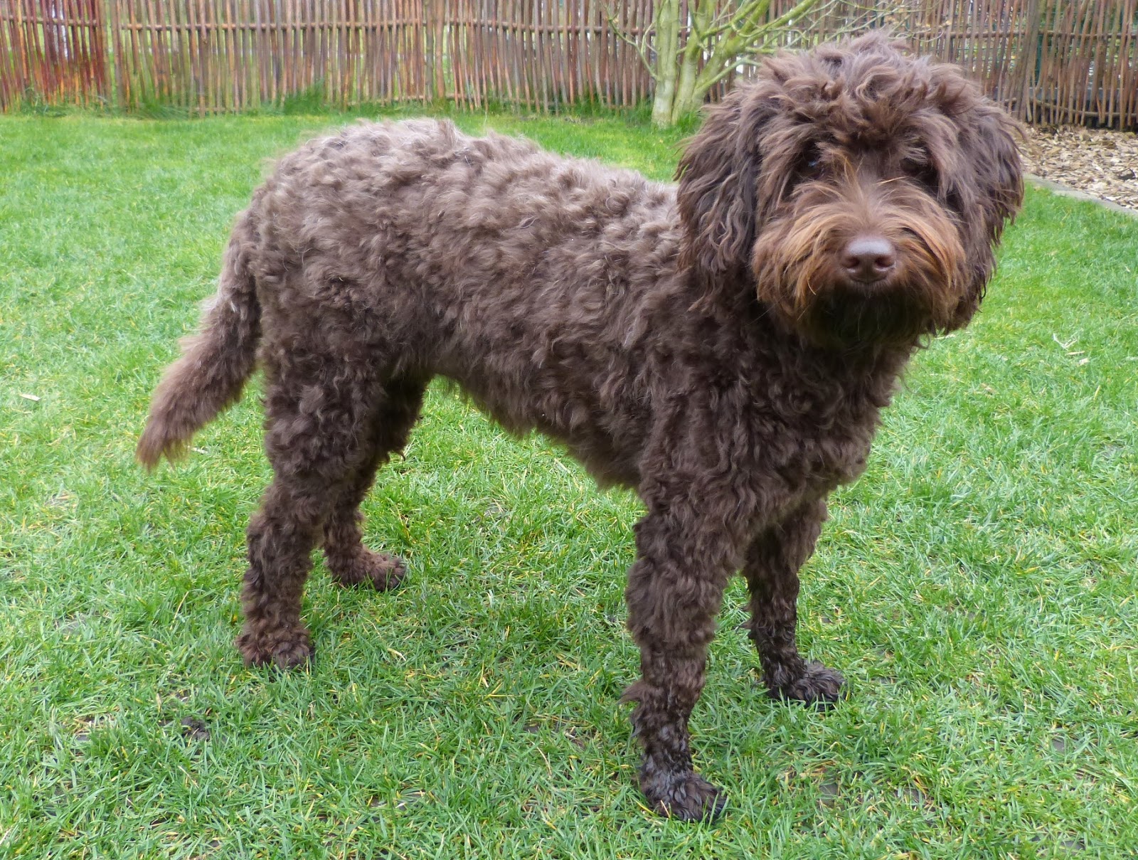 Unser Leben mit...: Australian Labradoodle im neuen Look