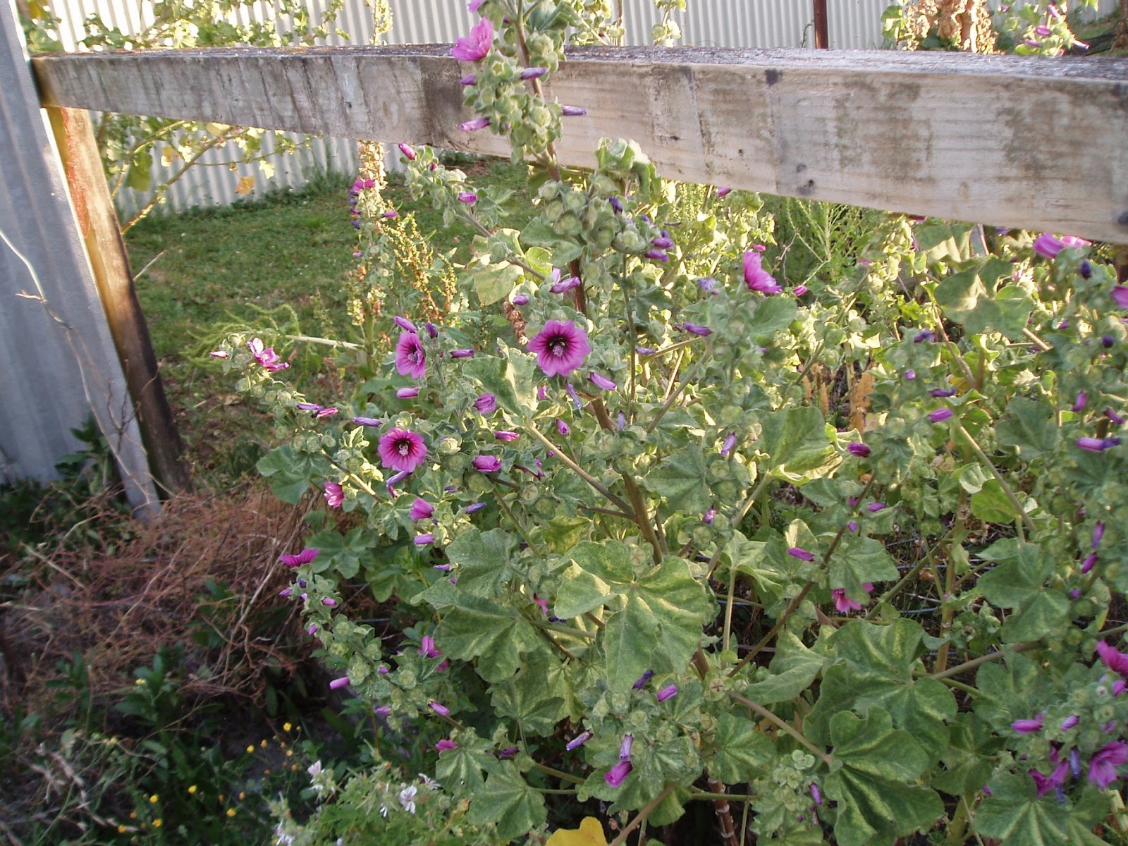 A Forager's Treasury ID gallery: Tree mallows (Lavatera species)