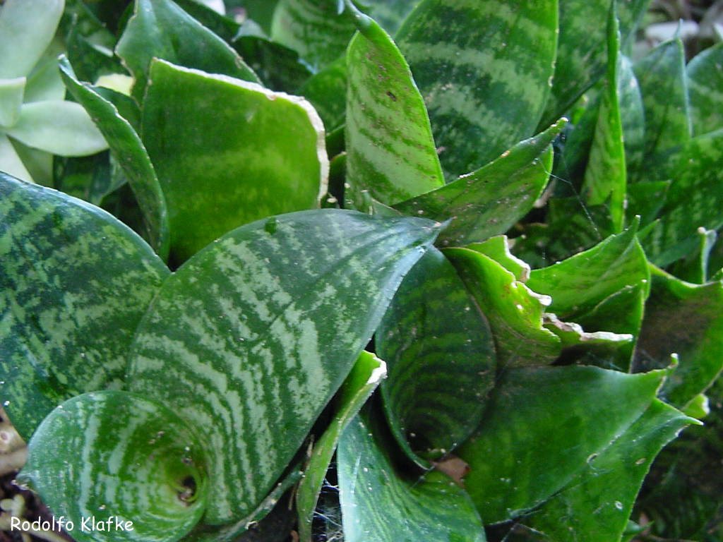 "Verdade//aspas" : 👪 Ruscaceae (Sansevieria trifasciata 'Hahnii')