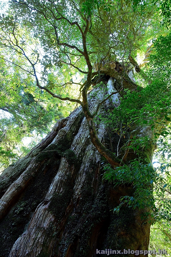KaijinX個博烙: 2013年5月 屋久島遊記③ - 紀元杉，屋久杉自然館，平內海中温泉
