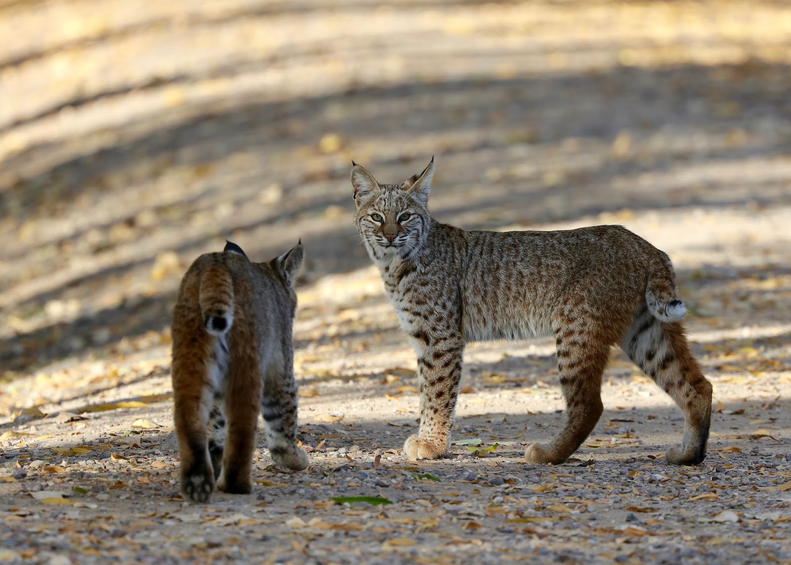 The Azure Gate: More Bobcat Photos