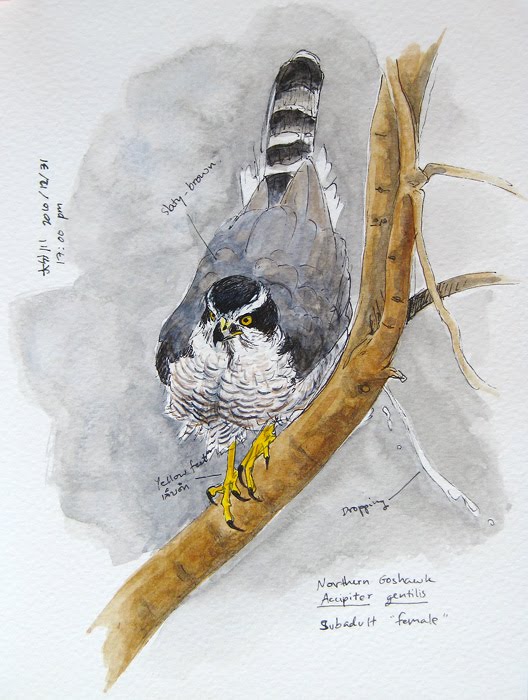 Wildlife Illustration: Northern Goshawk