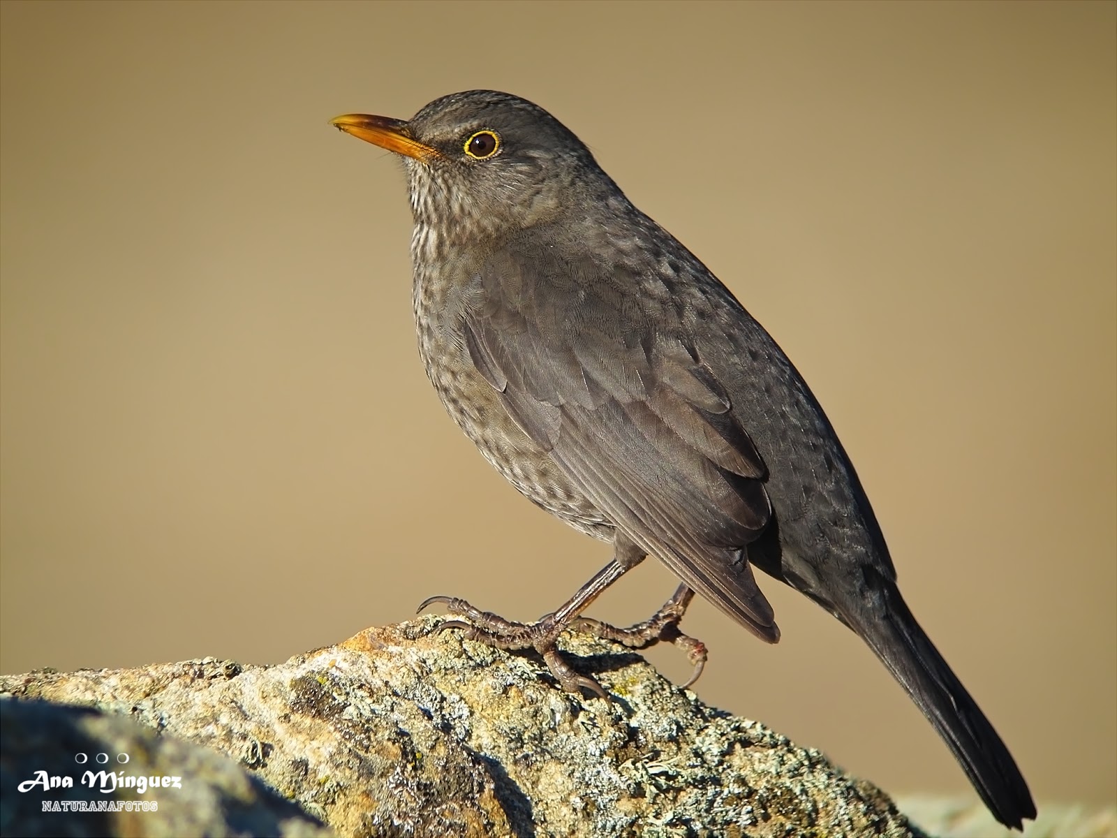 NATURANAFOTOS: Mirlos y Mirlas
