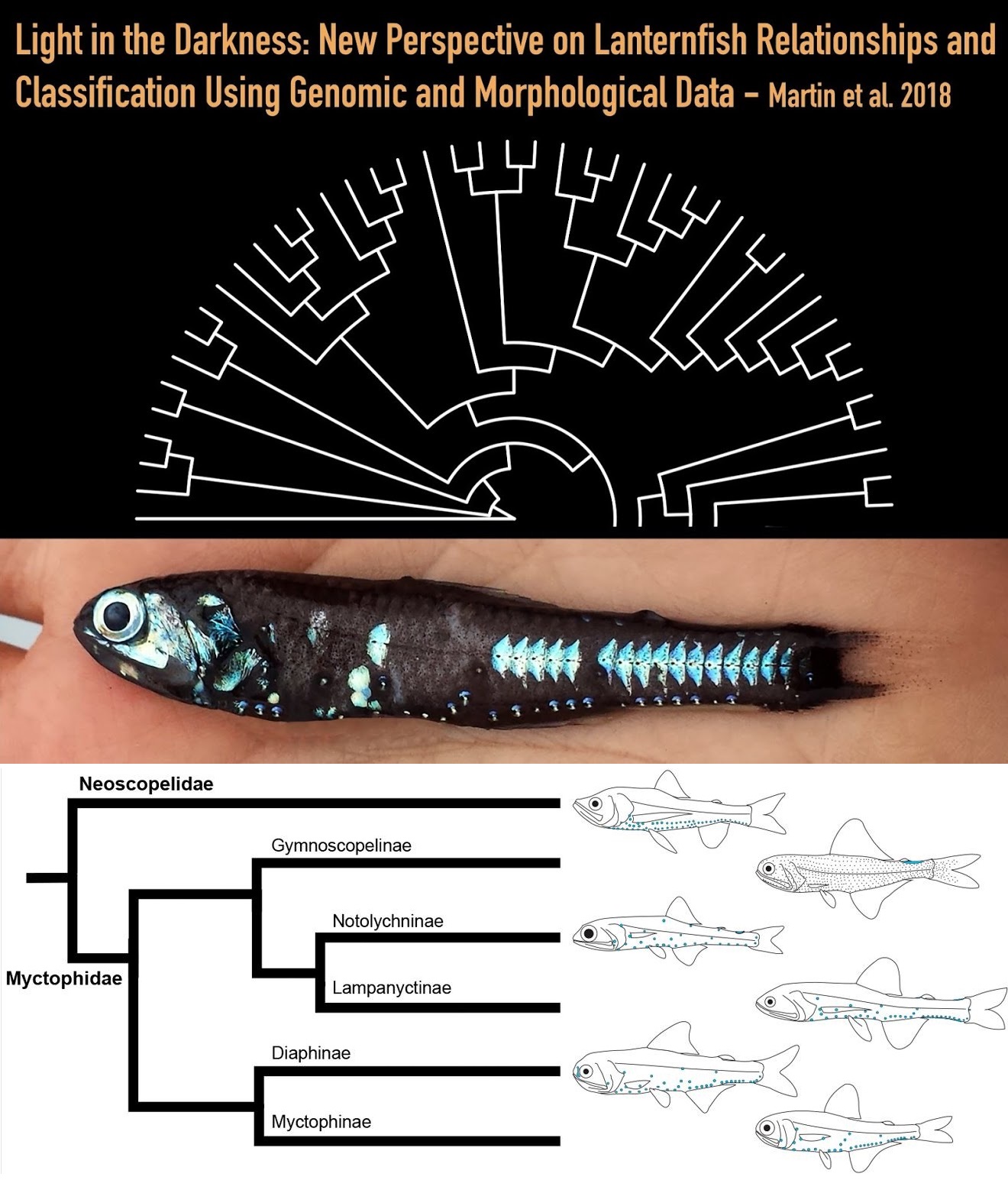 Species New to Science: [Ichthyology • 2018] Order Myctophiformes ...