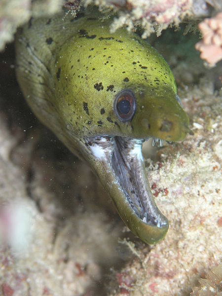 ACravan: Lizard Fish and Moray Eels