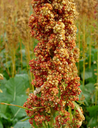 Eva Rodríguez Braña: 2013, Año Internacional de la Quinoa