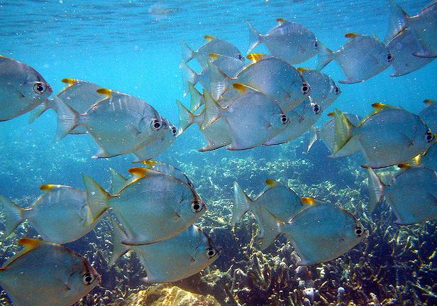 Marine Life