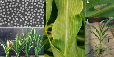 Sejarah, Klasifikasi dan Morfologi Rice tungro virus | Widrializa Blogs