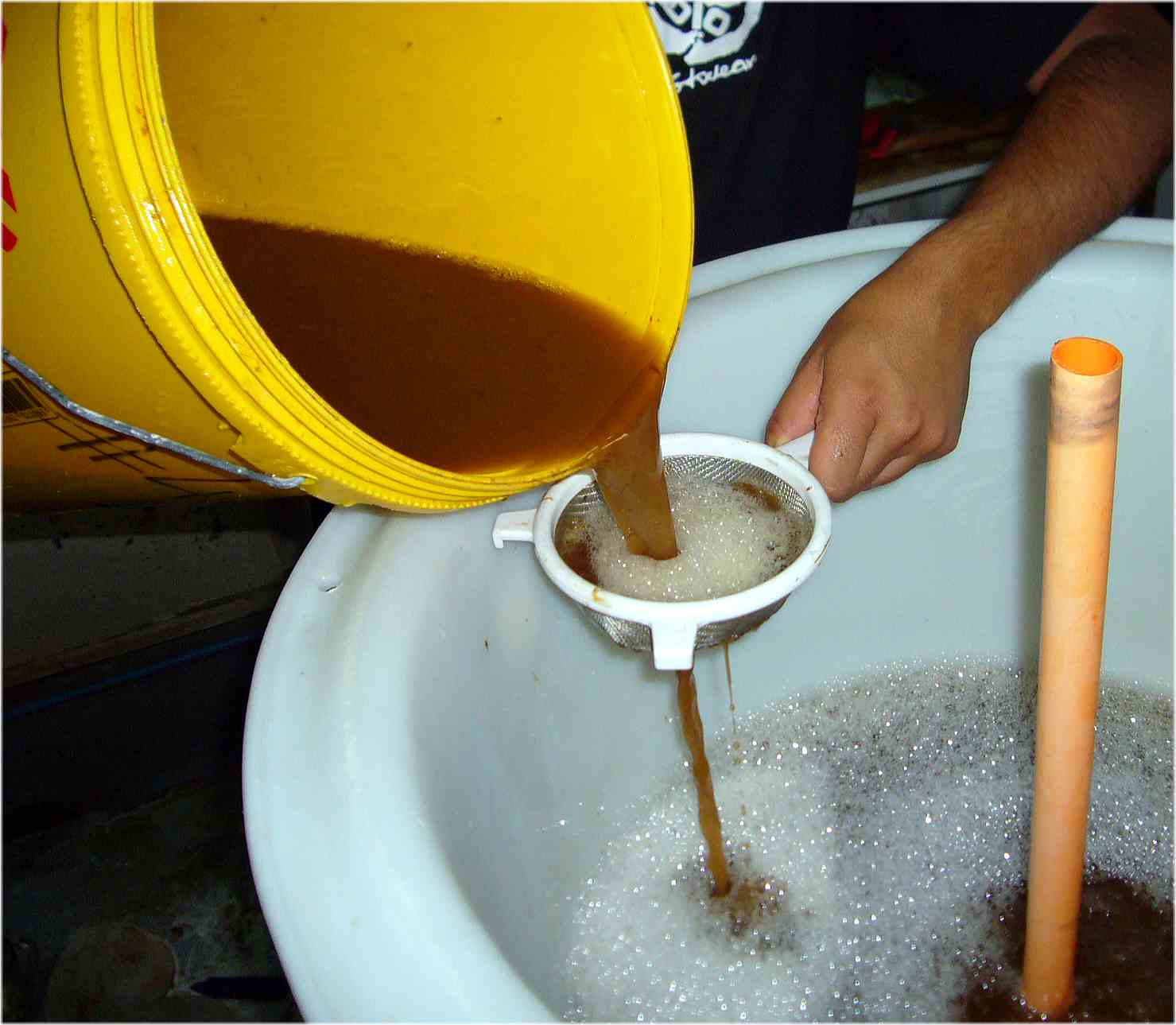 Mussel larvae production for Pacific beakfish larvae (Oplegnathus insignis)