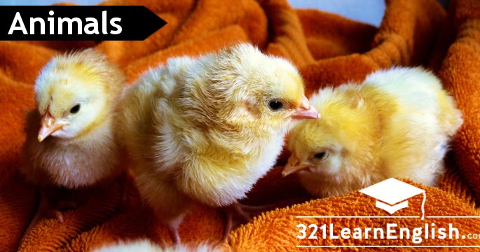 321 Learn English.com: Vocabulary: Animals (Level: A1)