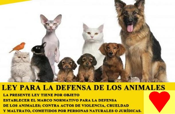 El mundo de las mascotas: Derechos de los animales