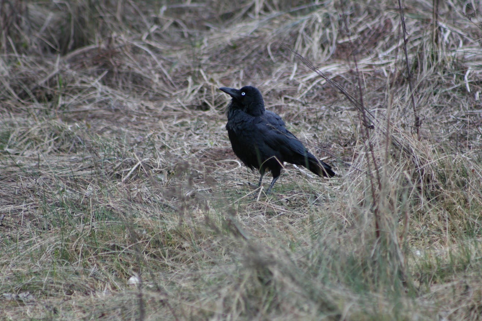 Australian Birds: The Blue-Eyed Raven (Corvus coronoides??)