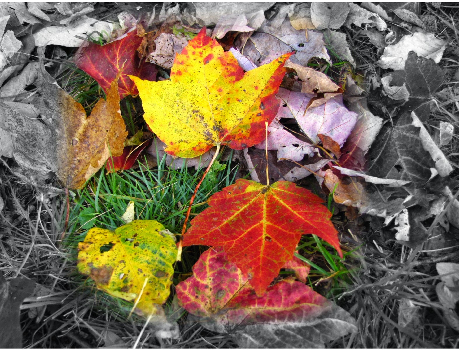 Appalachian Heartbeat