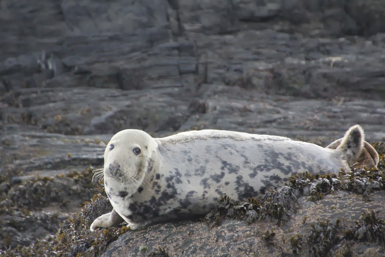 Adventurous Experiences Blog: talk of the Ginger seal