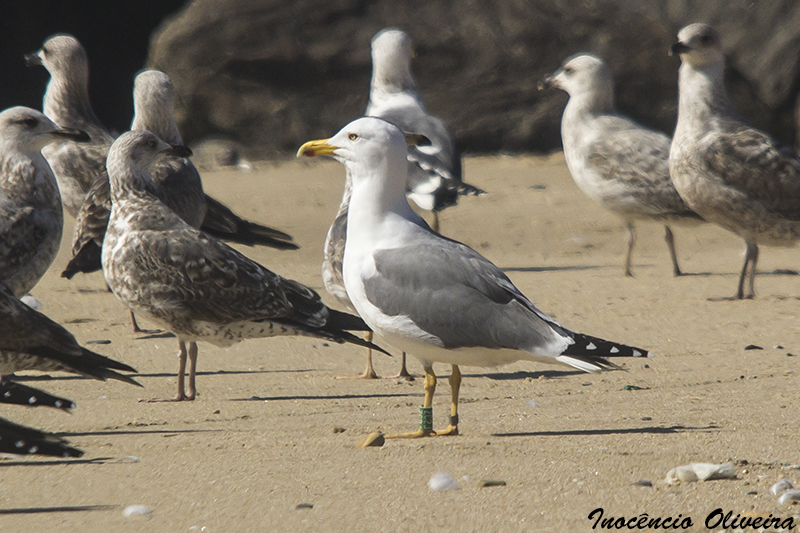 Birds of Portugal