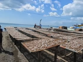 LIVELIHOOD IN BULAN,SORSOGON: DRIED FISH