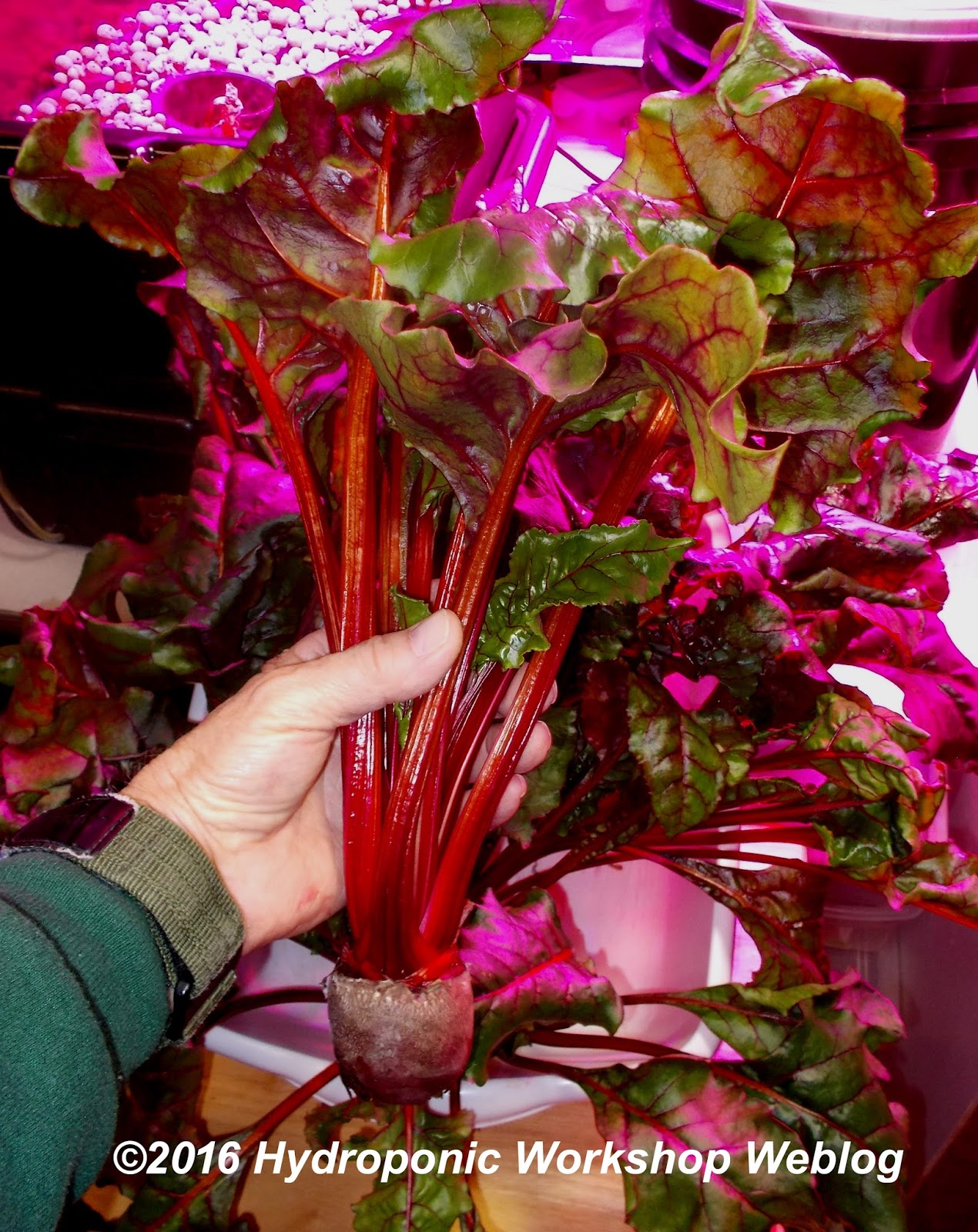 Hydroponic Workshop: Journal March 28, 2016 - Seedlngs for greenhouse ...