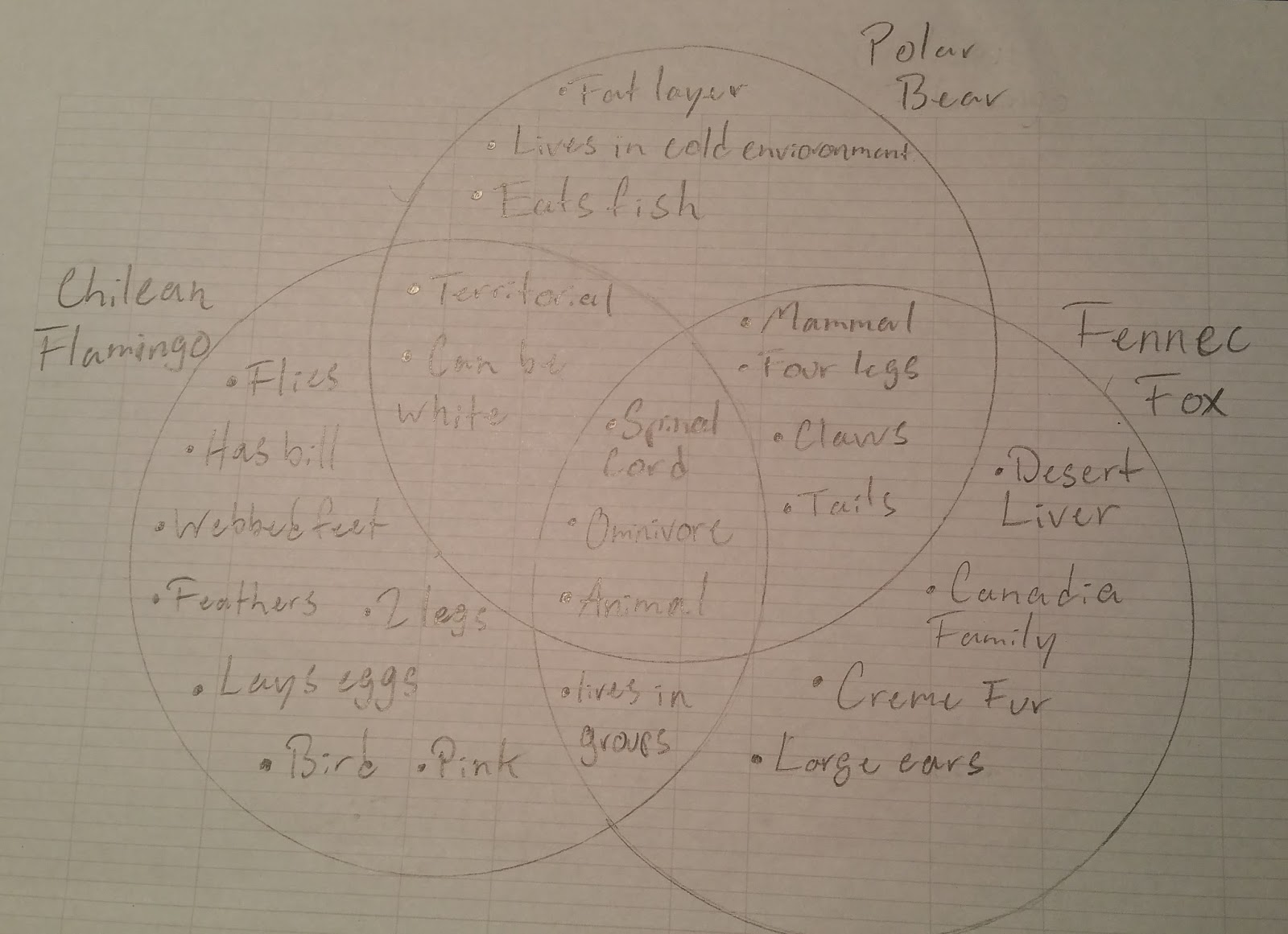 IF GCE Portfolio: A Chil Flamingo