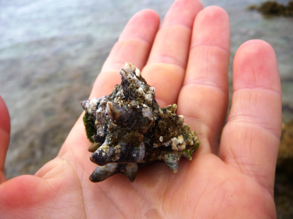 Narama: Landfall Opua, New Zealand