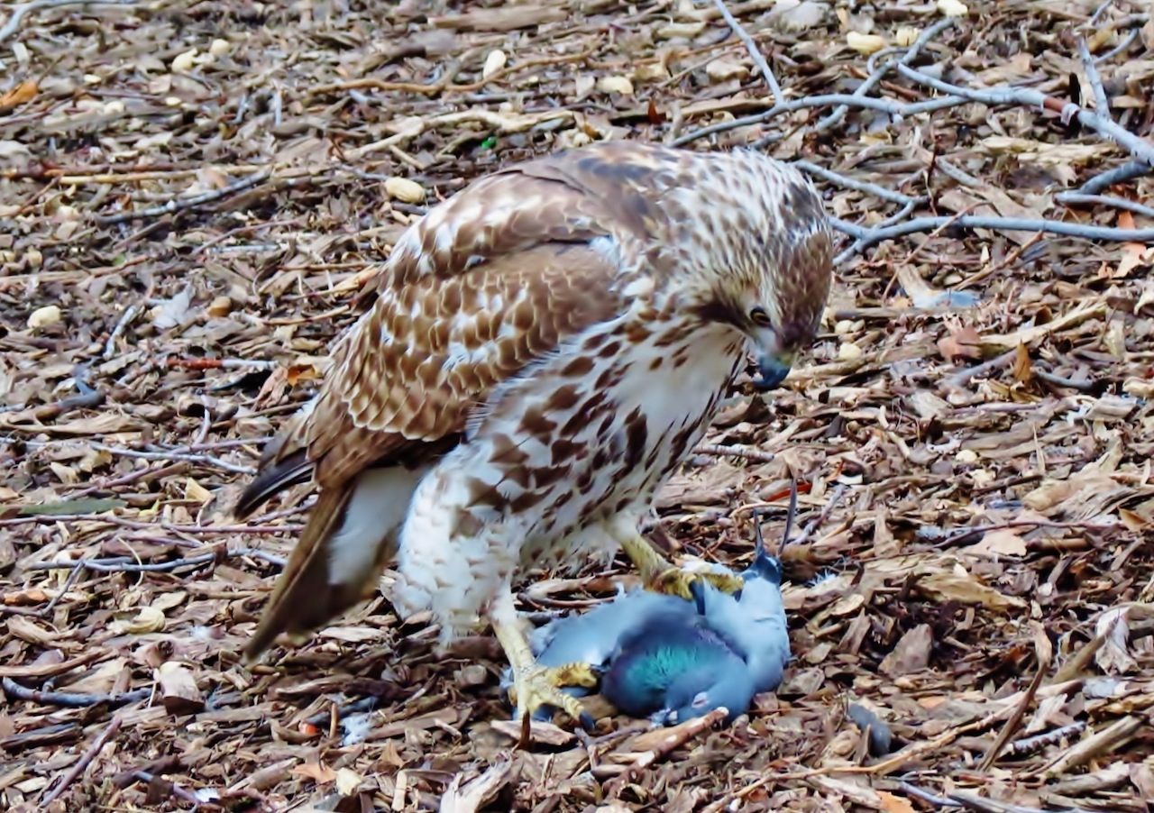 EV Grieve: Hawk vs. pigeon today in Tompkins Square Park