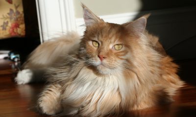 Kucing Maine Coon