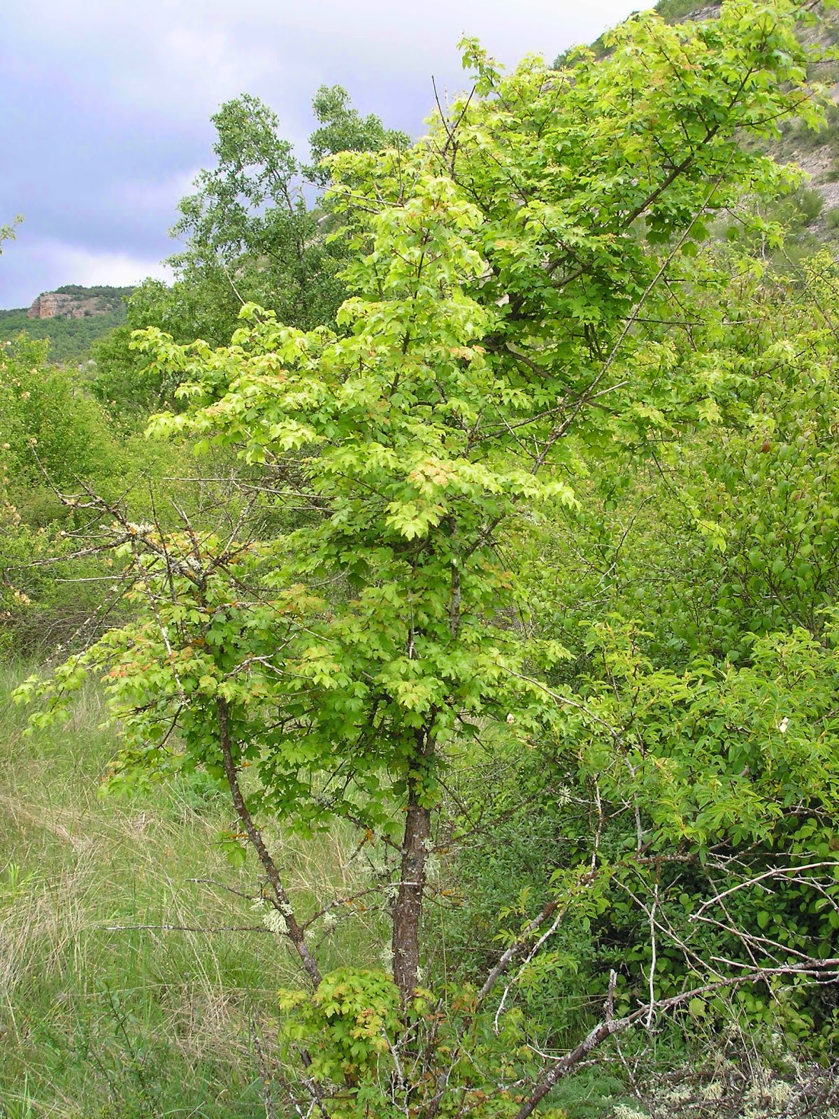 Flora, Fauna y Fungi del Valle del Rudrón en Burgos: El arce menor ...