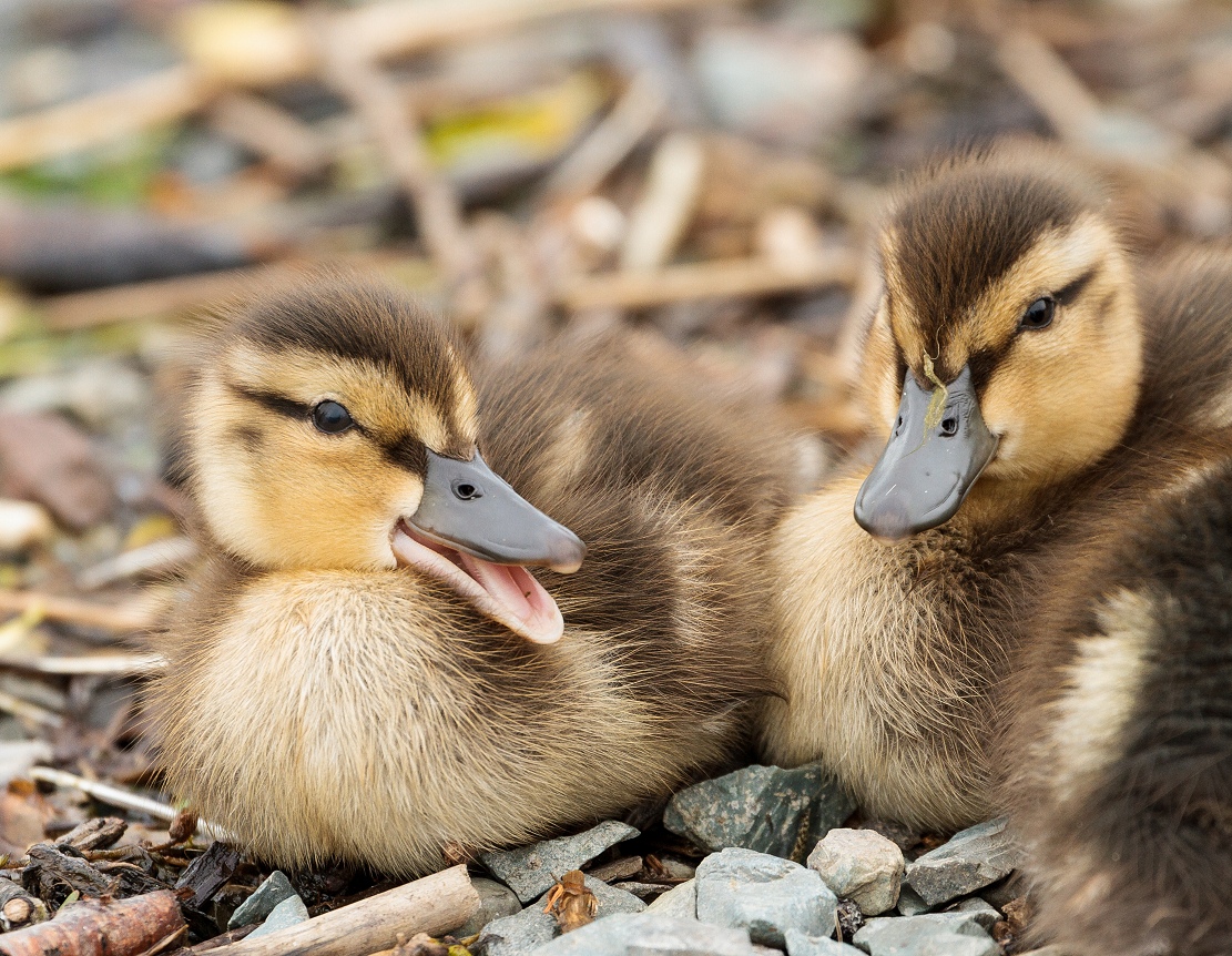 Bitstop: Ducklings