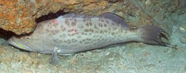 Quais os Peixes Mais Cobiçados do pescador Submarino ! - Pesca ...