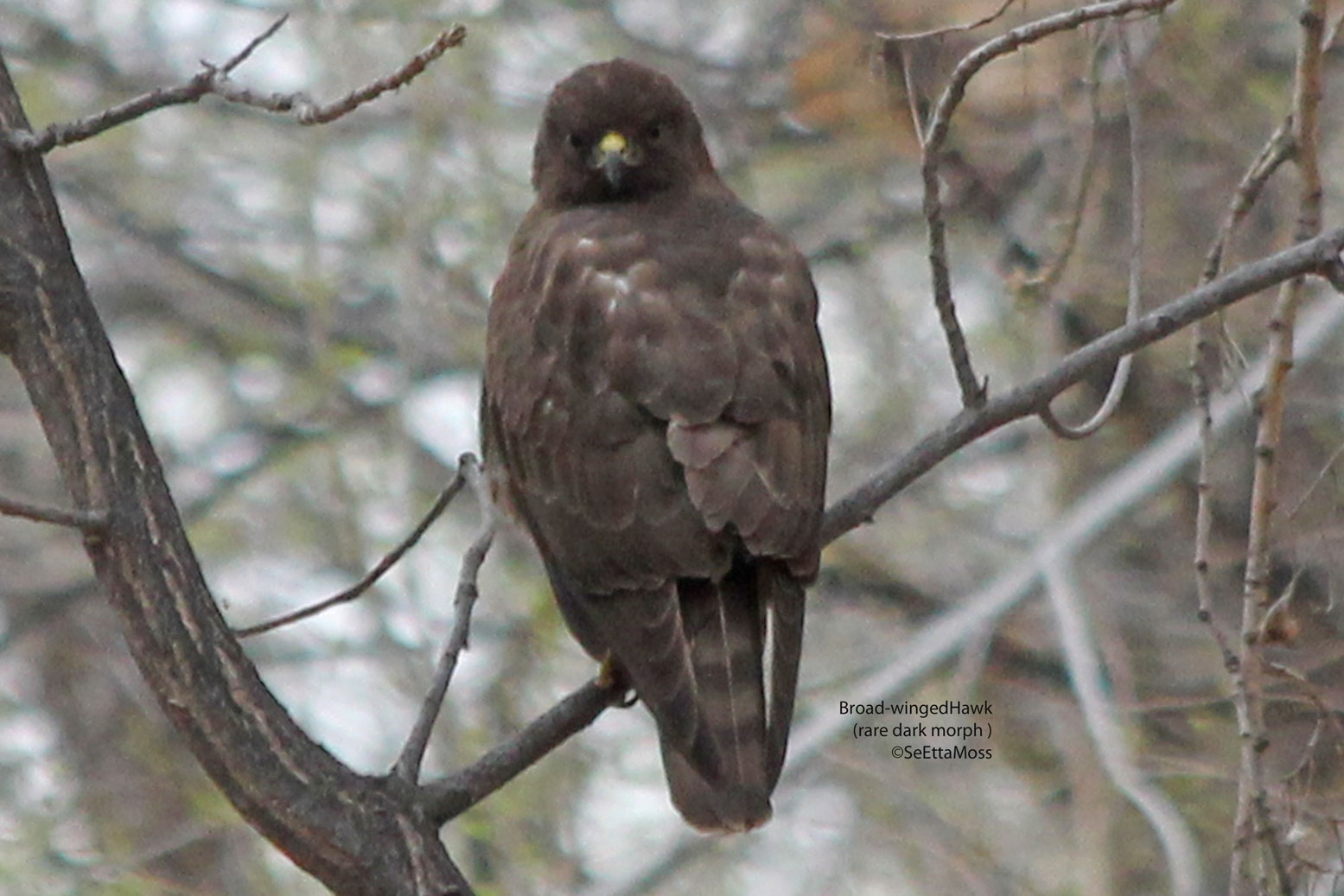 More photos of rare dark morph Broad-winged Hawk