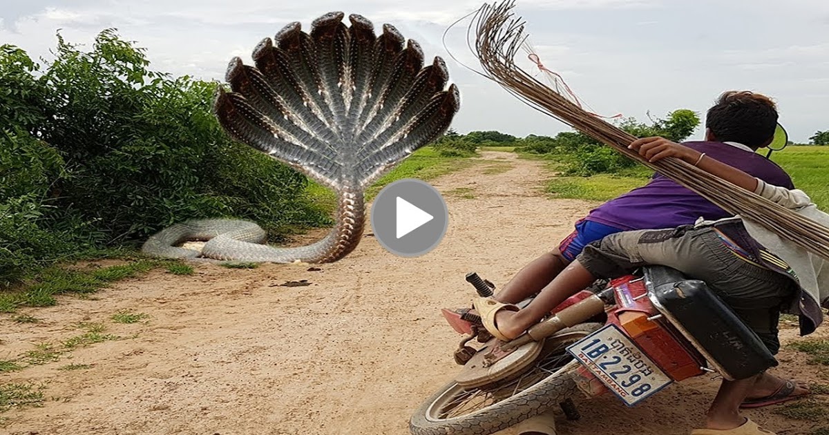 Wow!!!!! Very Amazing Two Brother Catch Big Snake on the Road While ...