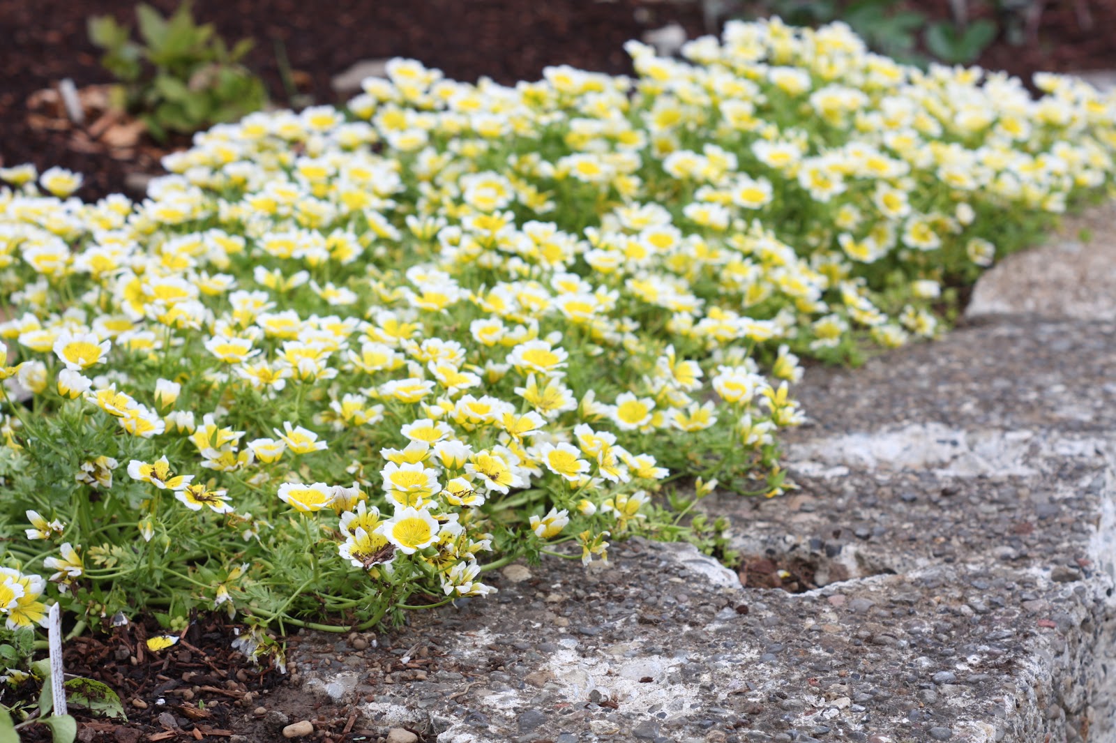 In My Vegan Garden: The return of the Meadowfoam