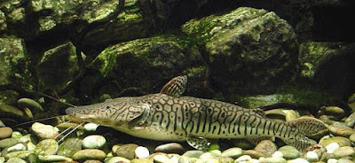 Mania de Aquário: Cachara