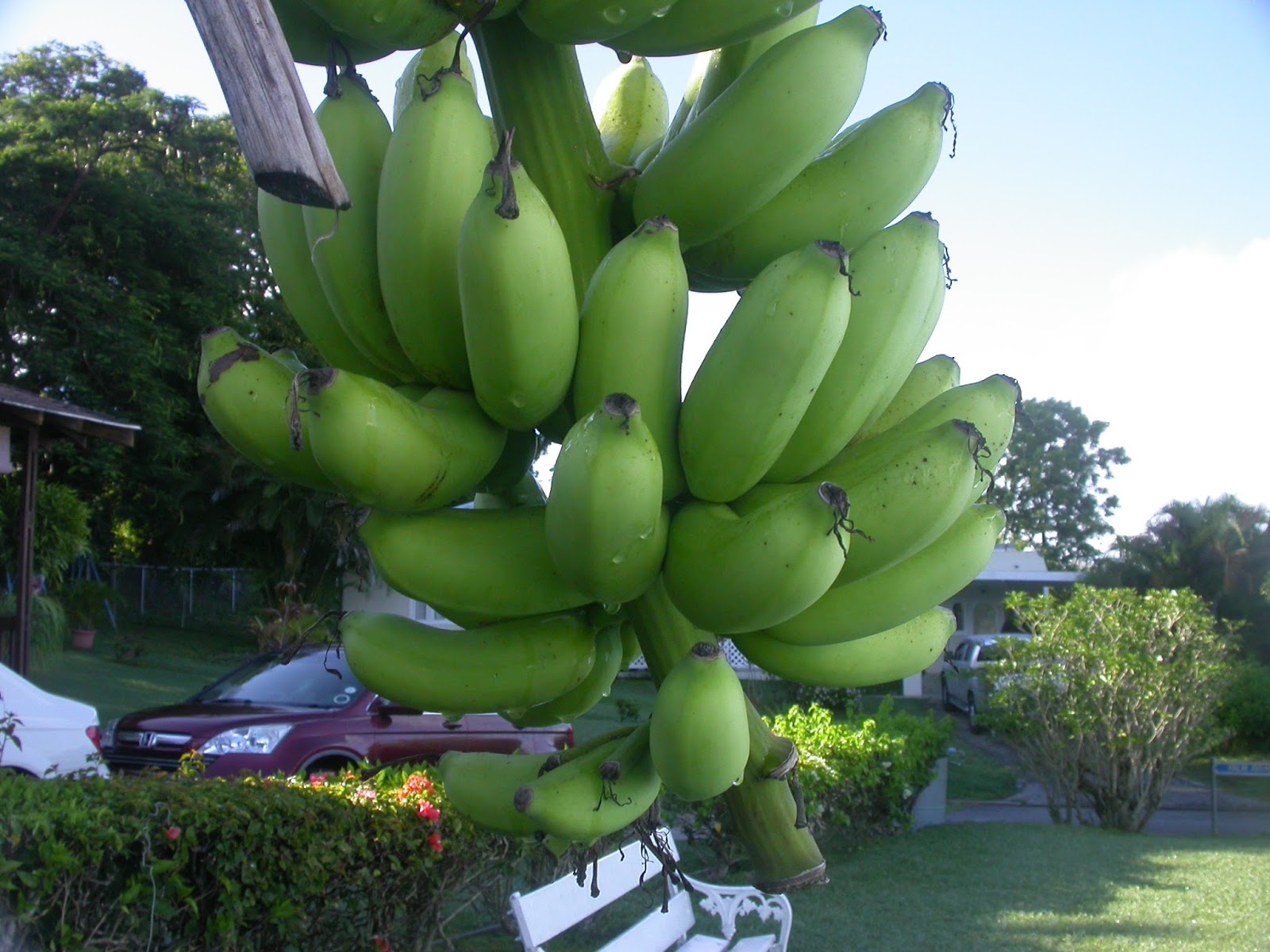 Barbados Flora & Fauna: Banana Fig