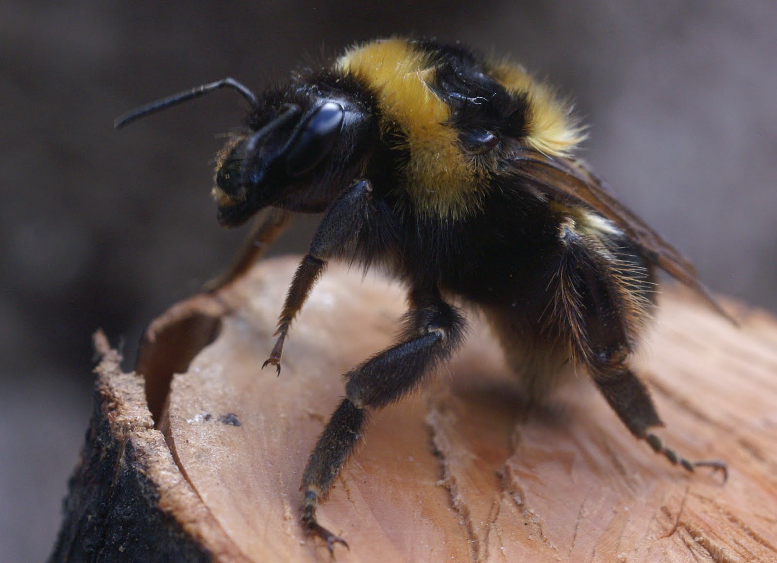 Contacto Natura: Insectos "cuco"