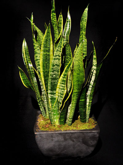 Paul' Web Logs: Air Purifier 🪴 House Plants Alternative