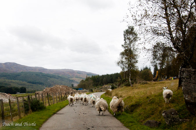 Peach and Thistle: Scotland Getaway- Tomich Holidays