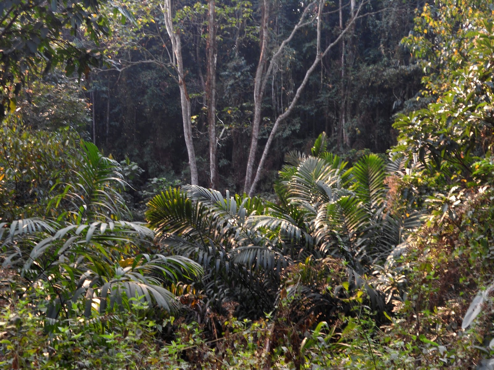 Rainforest of Assam: PHOTO GALLERY