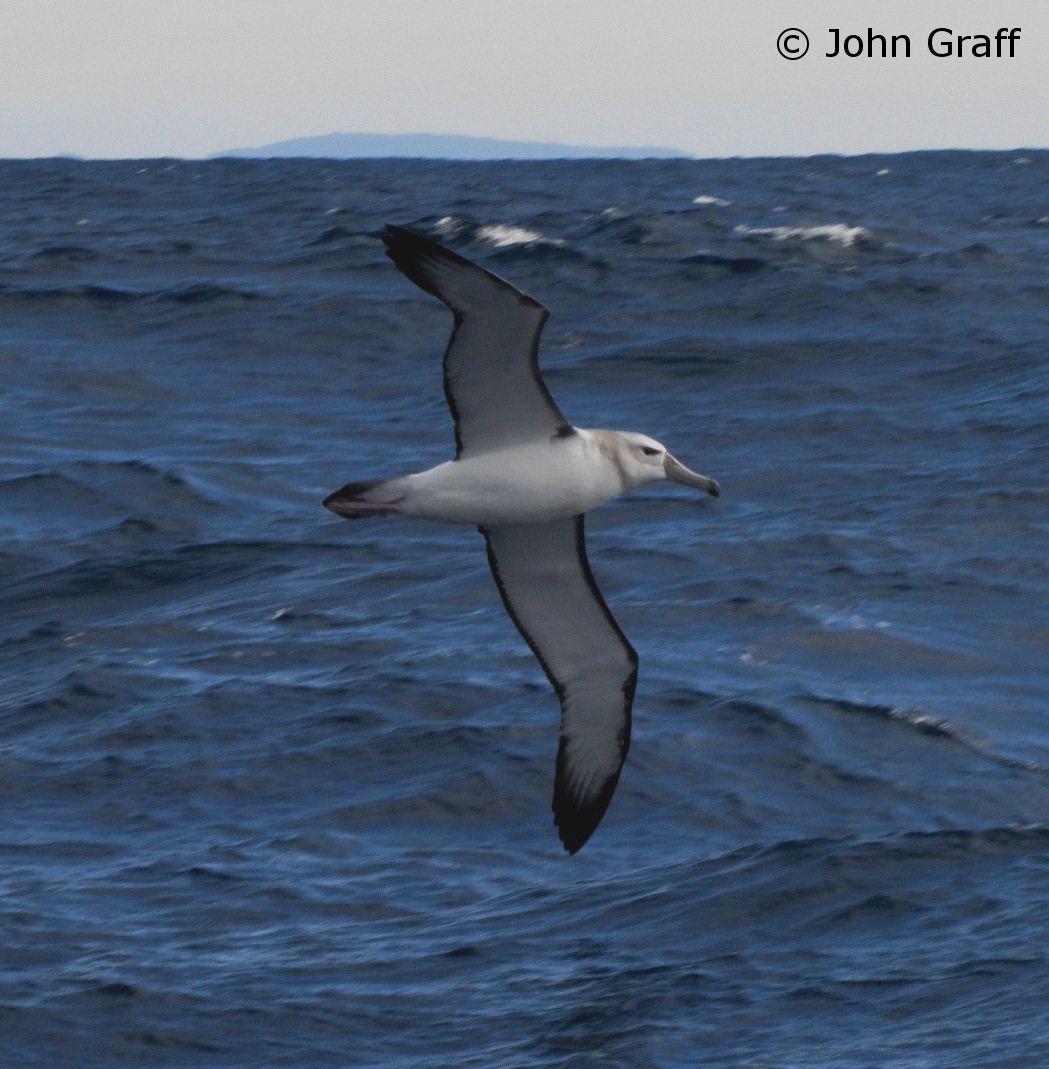 Leeuwin Current Birding: Albany Pelagic Trip Report - 29 July 2012