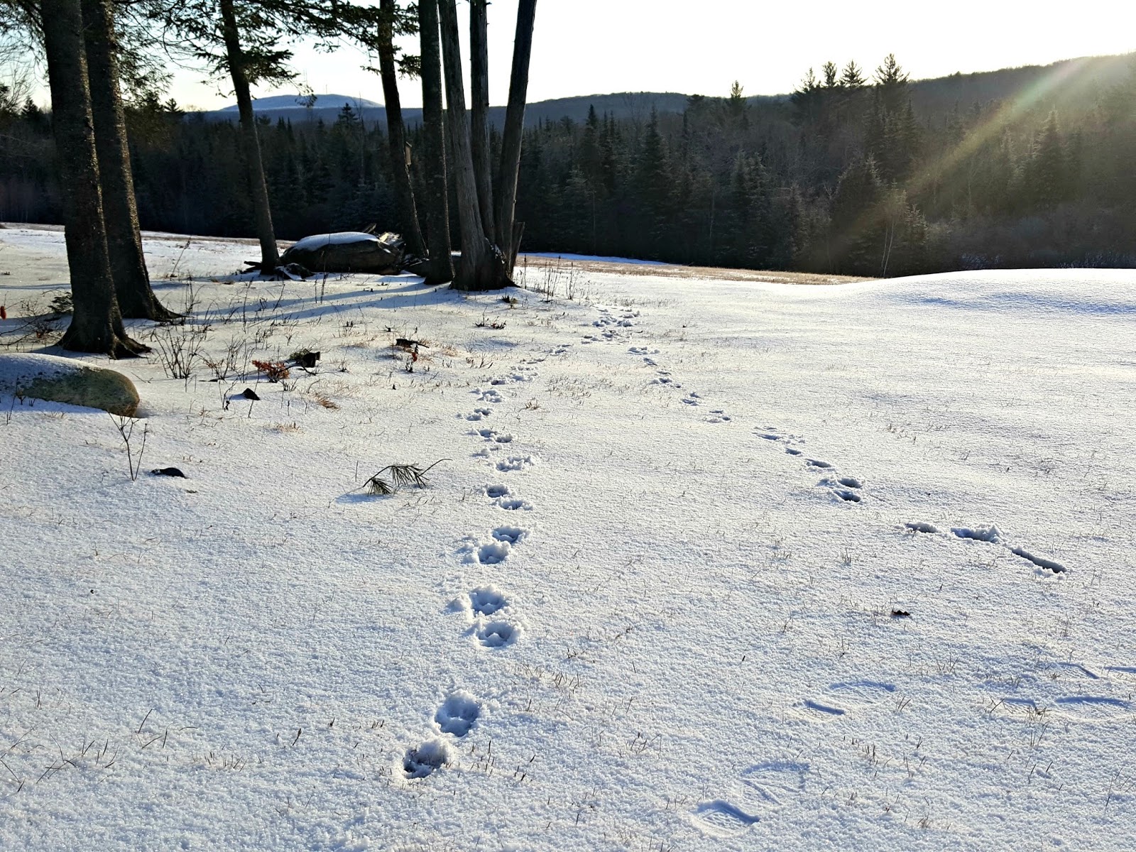 Identifying Predator Prints in the Snow - Fresh Eggs Daily® with Lisa ...