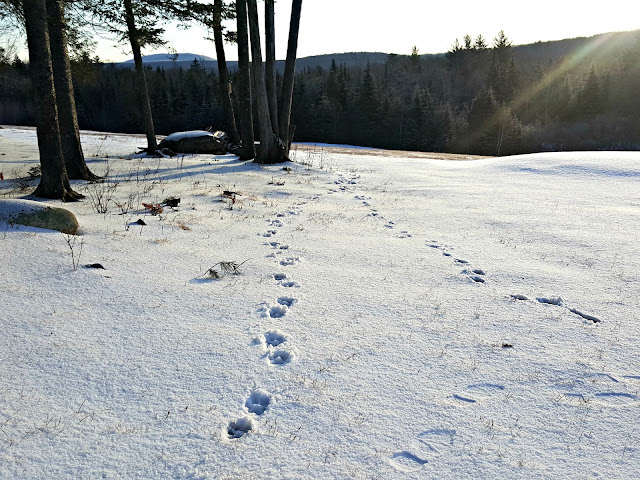 Identifying Predator Prints in the Snow - Fresh Eggs Daily® with Lisa ...